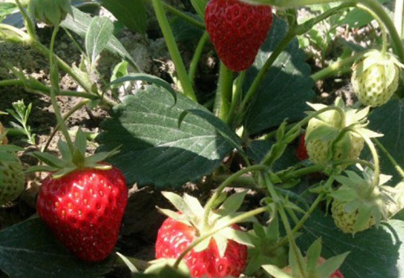 İngiltərədə işsizlərə çiyələk yığmaq təklif edildi