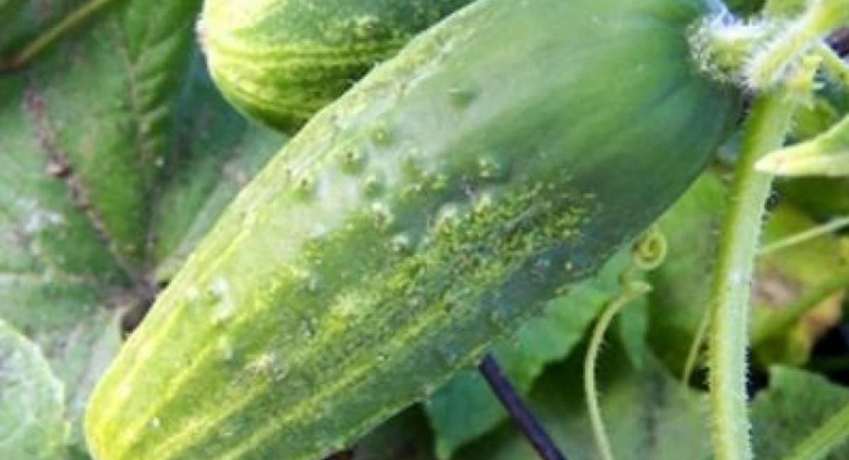 Xiyarın faydaları saymaqla bitmir