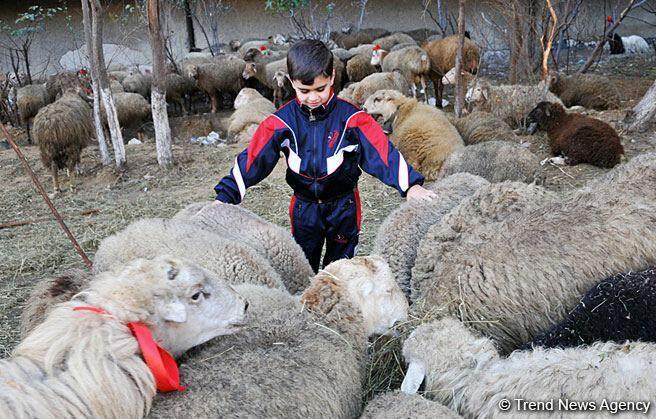 Heyvan bazarında SON VƏZİYYƏT - Qiymətlər dəyişir