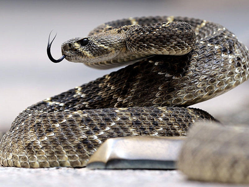 Zoologiya İnstitutu “28 May”da peyda olan ilanlar barədə - “Normal ...